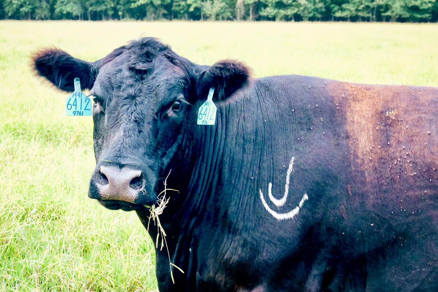 Home - Rockin J Ranch